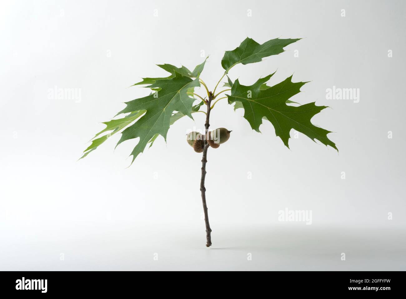 An oak twig with acorns attached against a plain white background, with copyspace (room for type ...