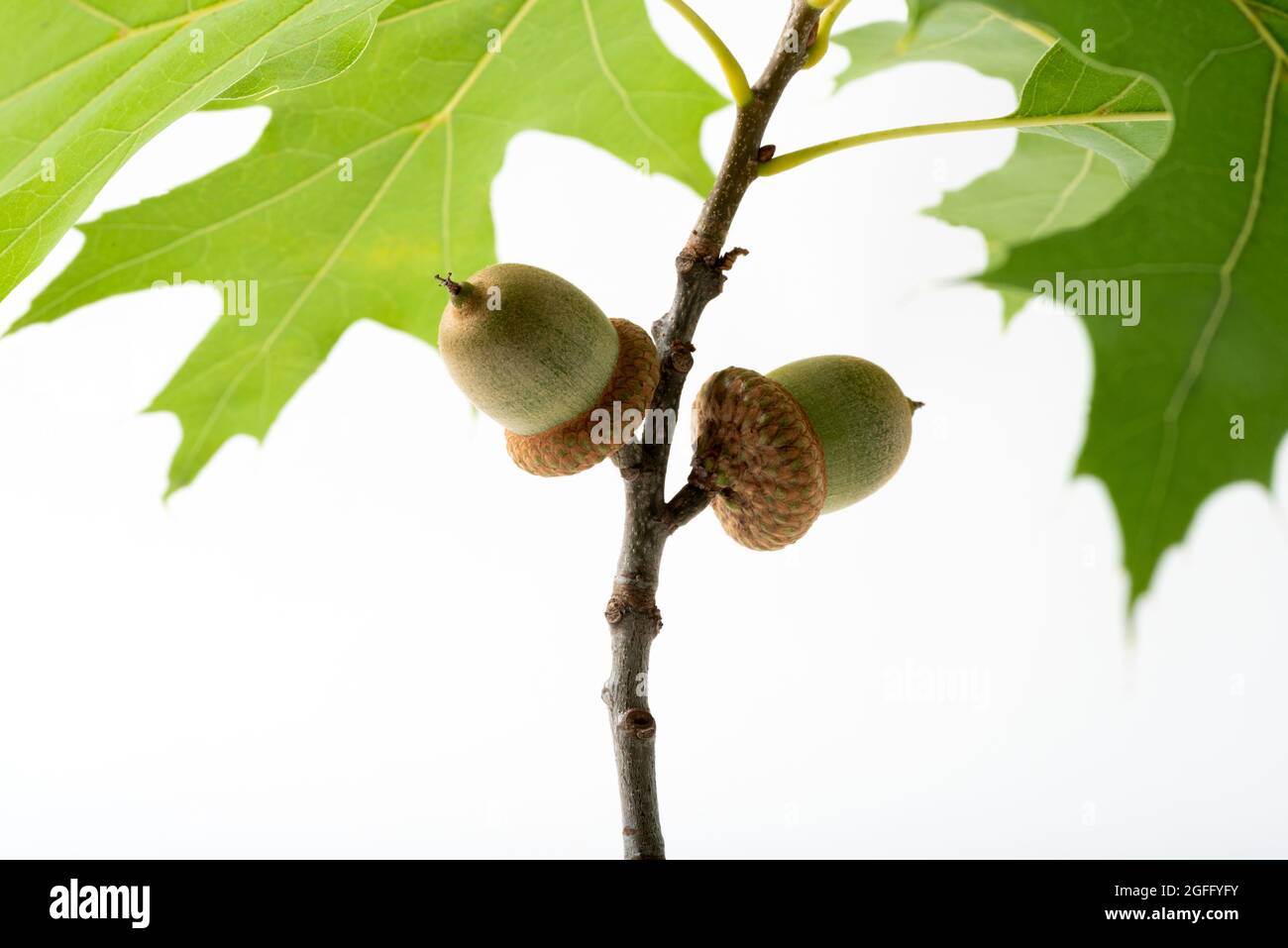 An oak twig with acorns attached against a plain white background, with ...