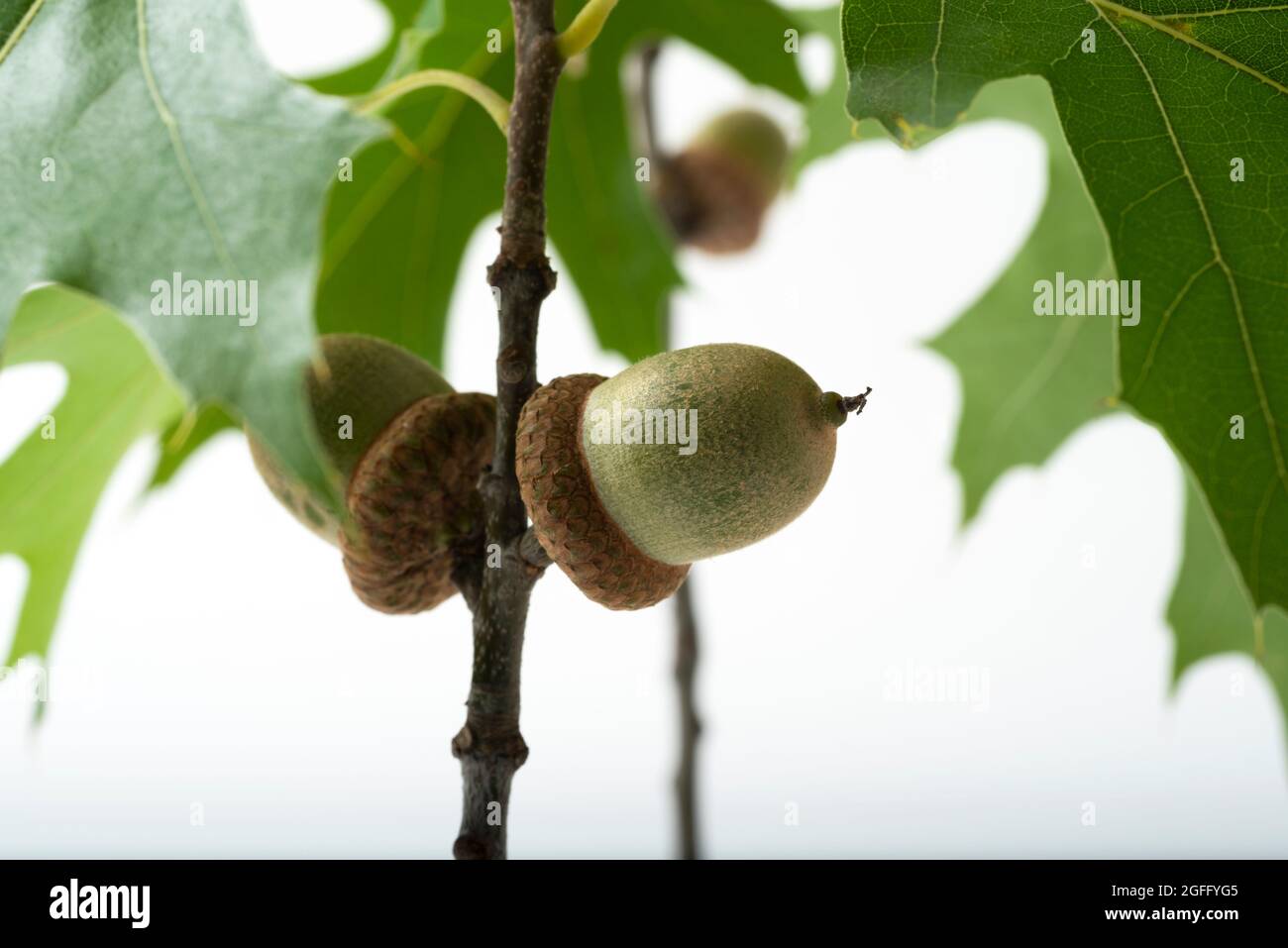 An oak twig with acorns attached against a plain white background, with copyspace (room for type ...