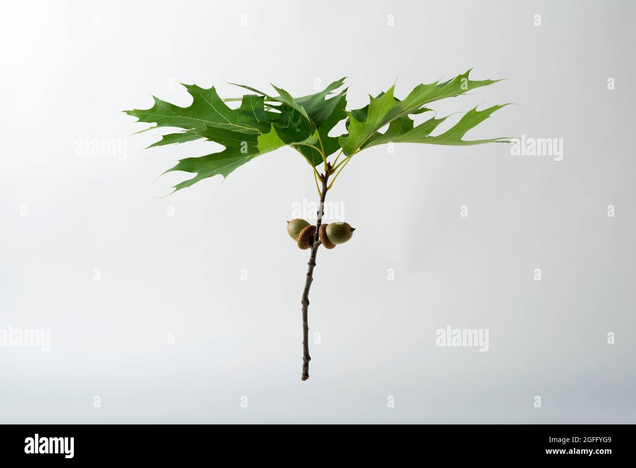 An oak twig with acorns attached against a plain white background, with copyspace (room for type ...