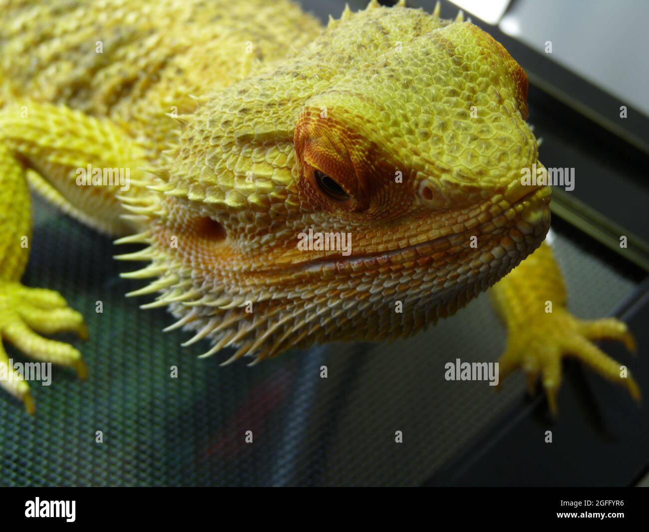 Bearded dragon close up Stock Photo - Alamy