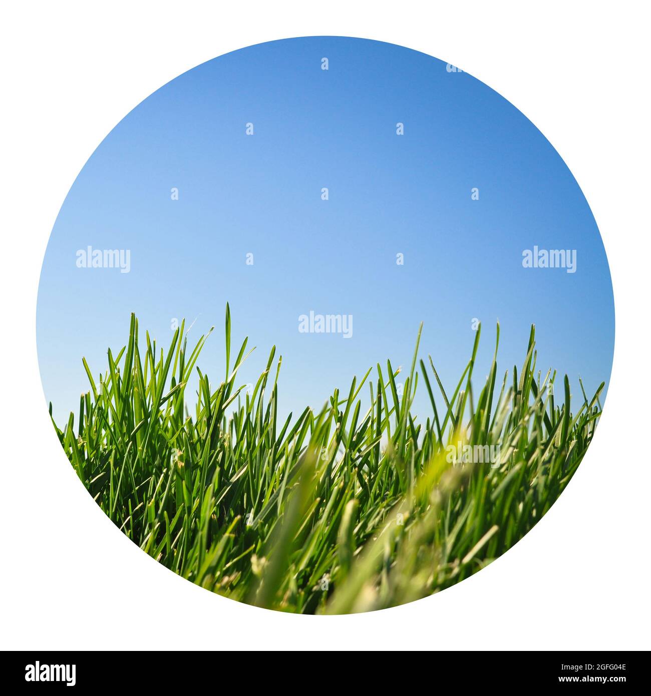 Green grass nature background and blue sky, natural texture of plant in ...