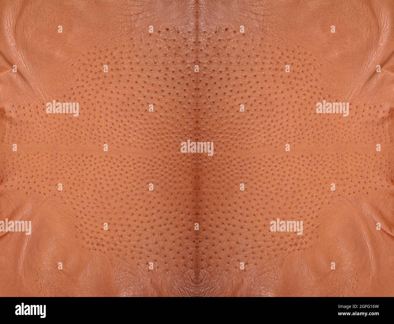 Background from a ostrich genuine leather brown, original ostrich skin ...