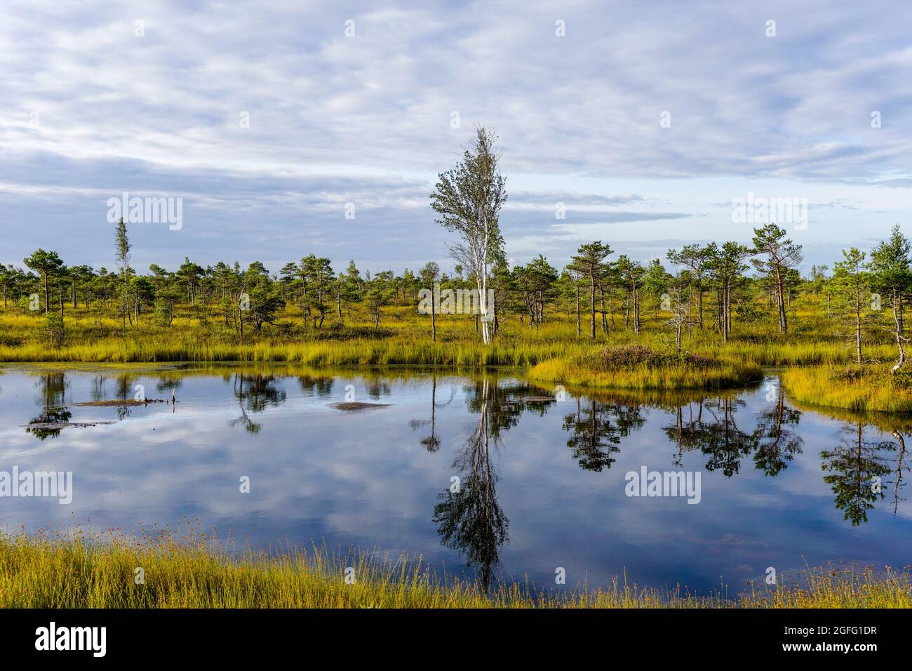 A beautiful bog and marsh landscape with small lakes Stock Photo - Alamy