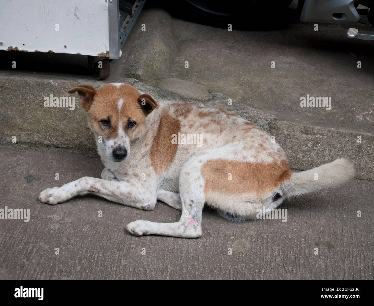Thailand stray dog hi-res stock photography and images - Alamy