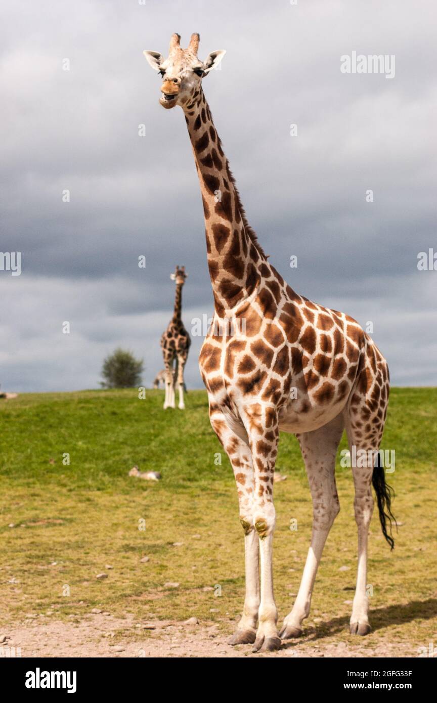 Fota wildlife hi-res stock photography and images - Alamy