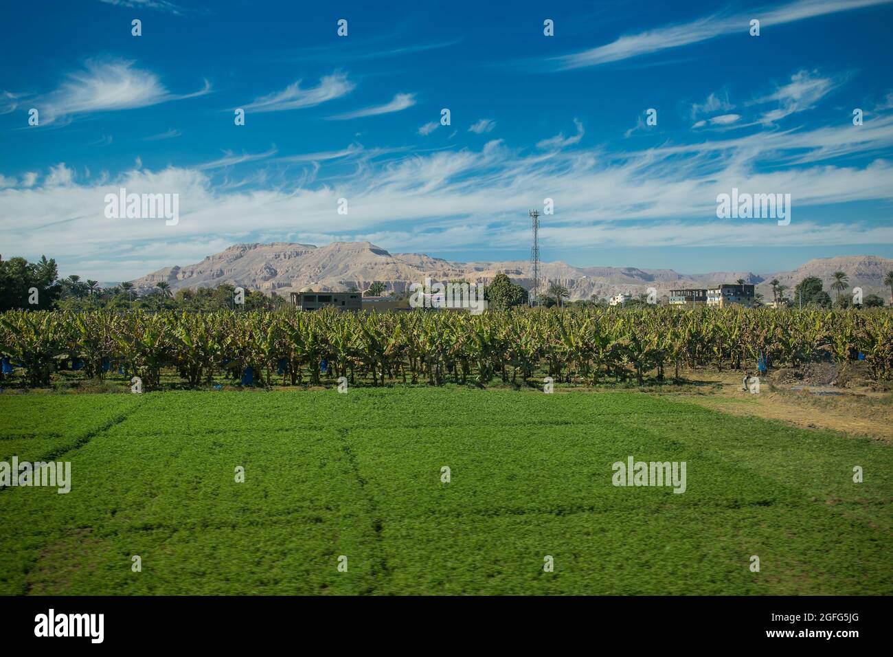 Green field and Banana tree plantation in sunset, Egipt Stock Photo - Alamy