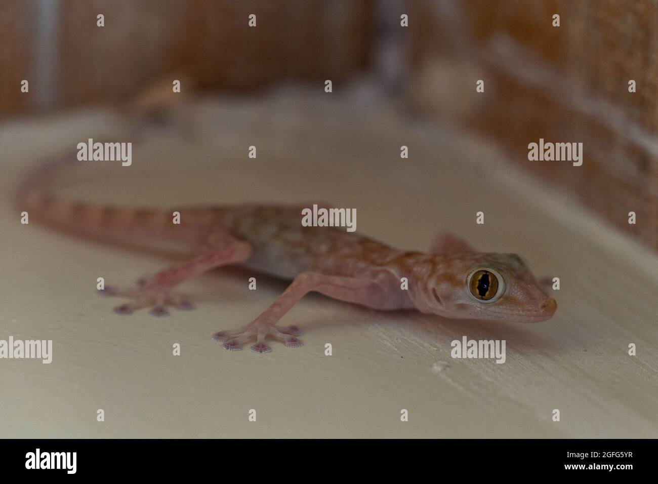 a small brown lizard in the corner of the room Stock Photo - Alamy