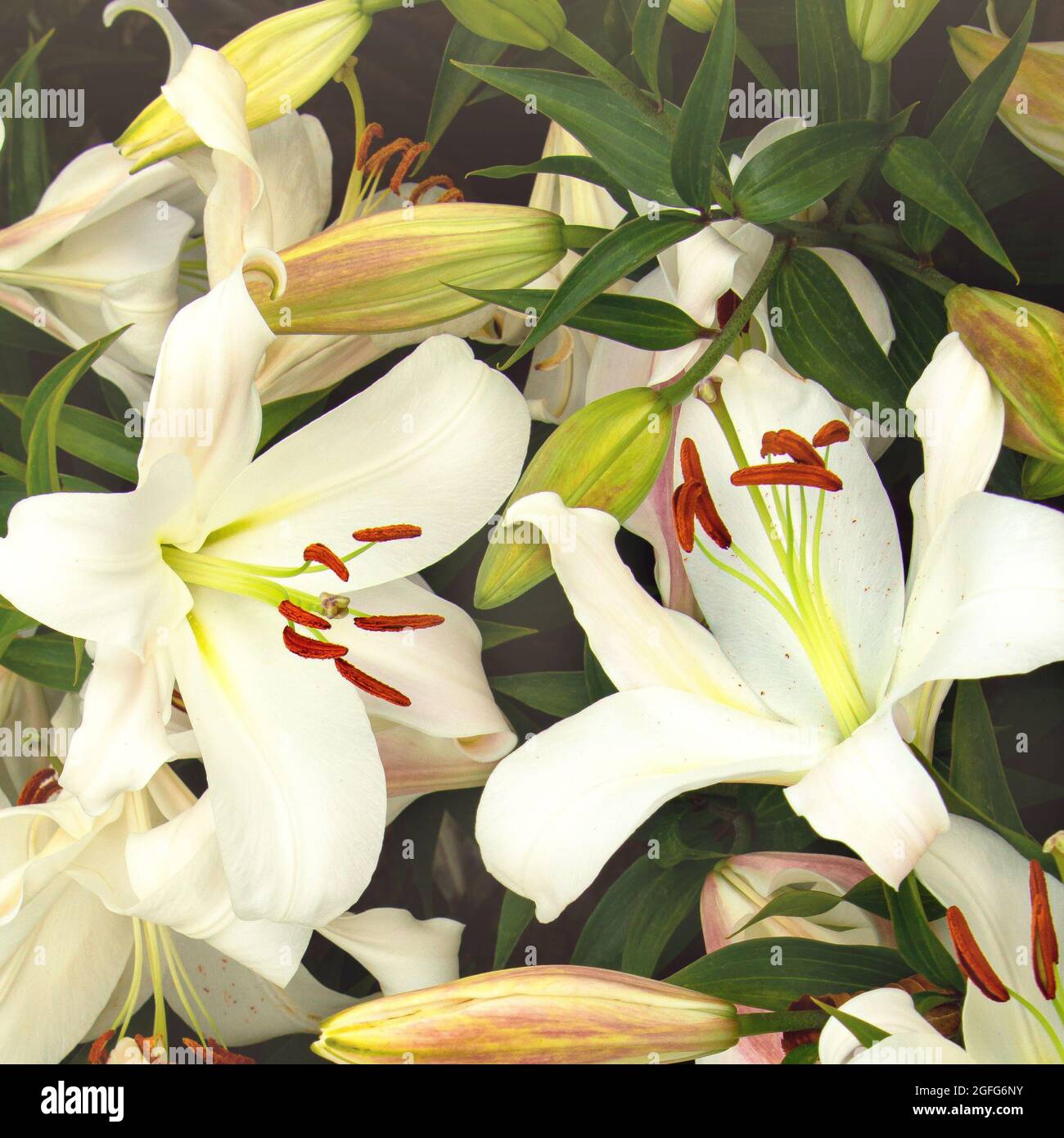Bright delicate lily flowers in a flower bed Stock Photo - Alamy