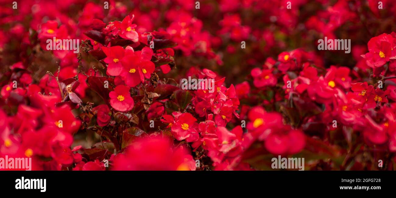 Saturated flower hi-res stock photography and images - Alamy