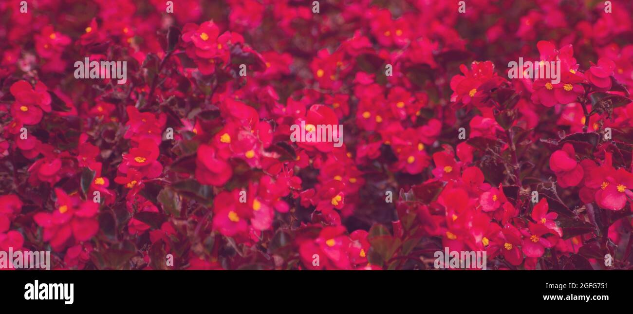 Background of bright red summer flowers on a flower bed Stock Photo - Alamy
