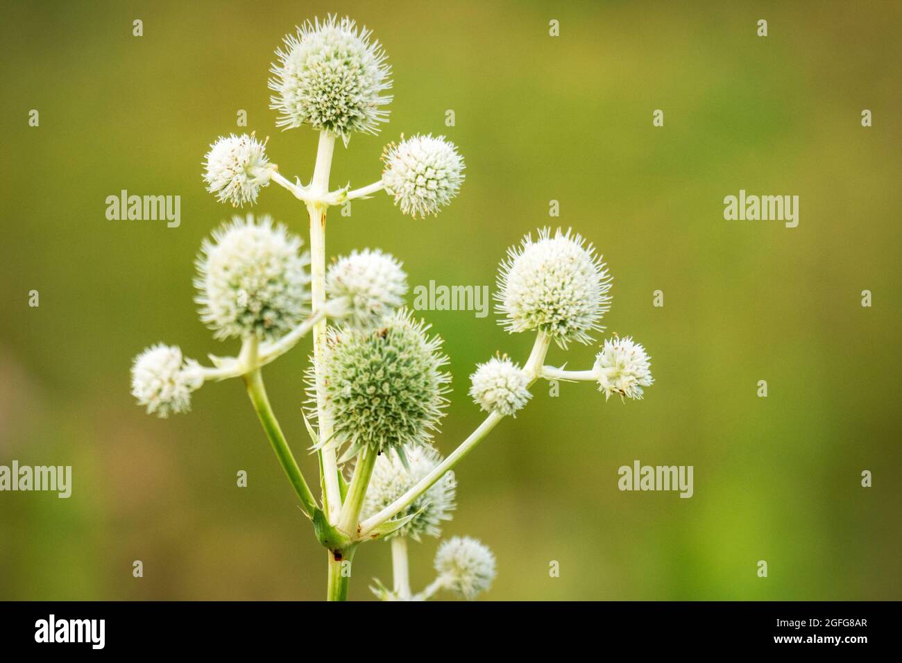 Eryngo root hi-res stock photography and images - Alamy