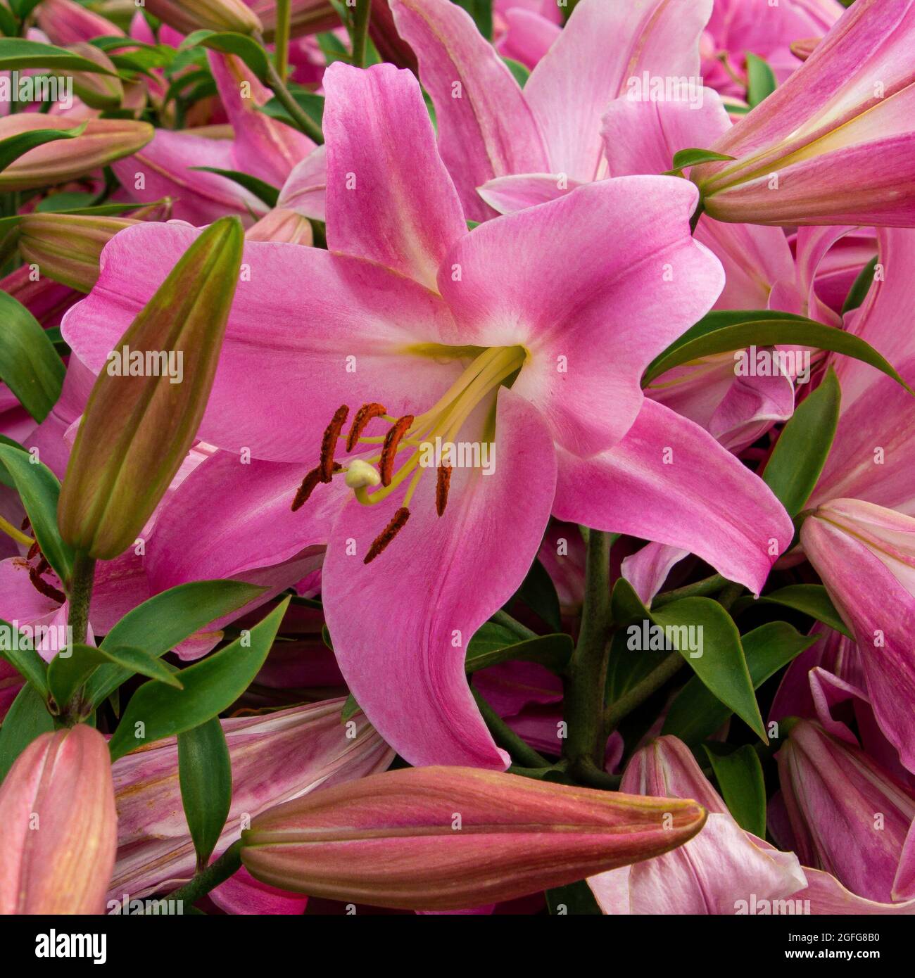 Lily in flower bouquet hi-res stock photography and images - Alamy