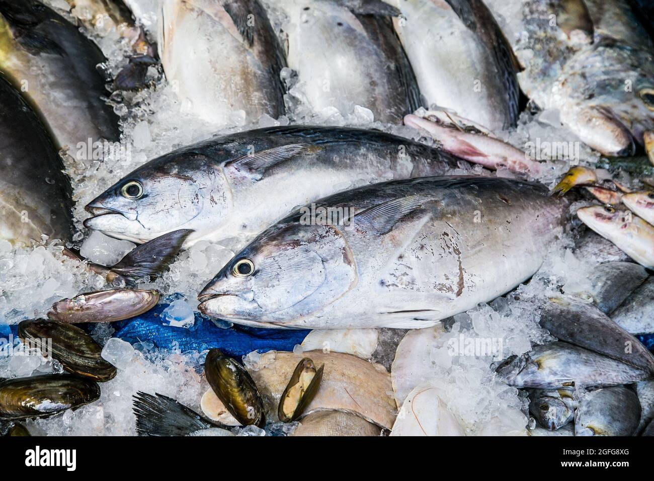 Fresh fish on open fish market in Hurghada city, Egypt Stock Photo - Alamy