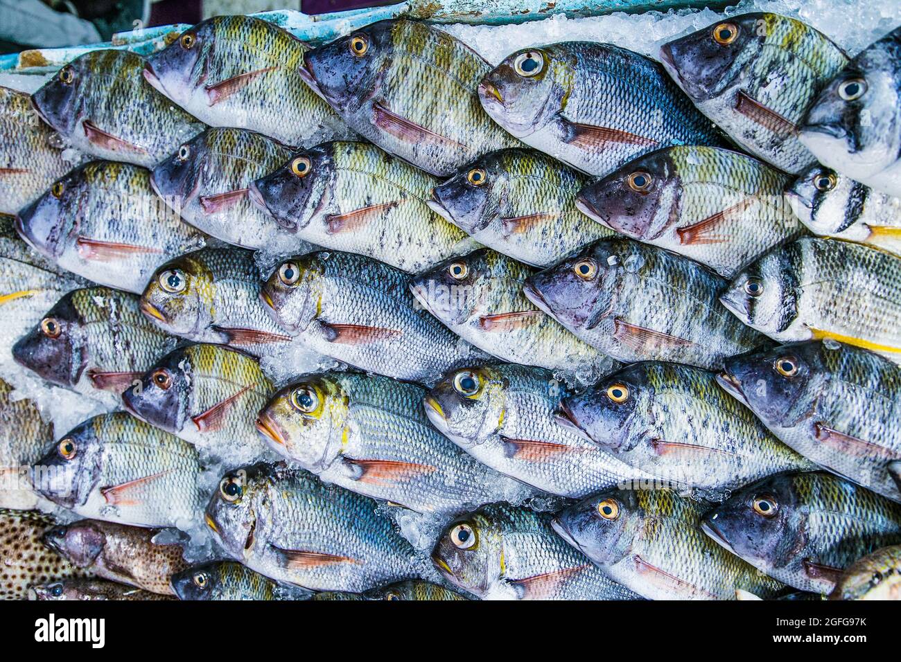 Fresh fish on open fish market in Hurghada city, Egypt Stock Photo - Alamy