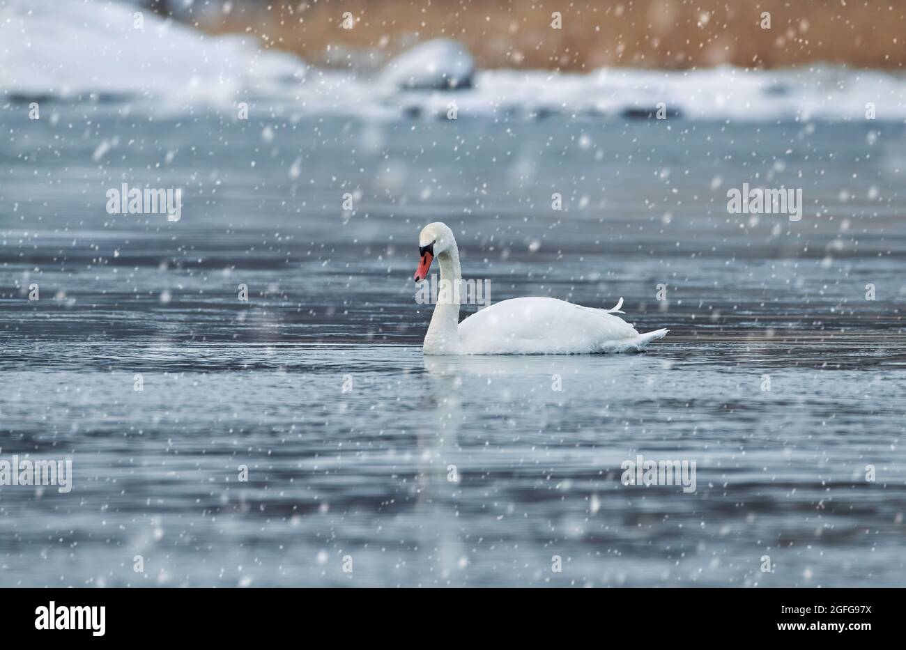 Swan swimming in the almost completely frozen Baltic Sea with snow on ...