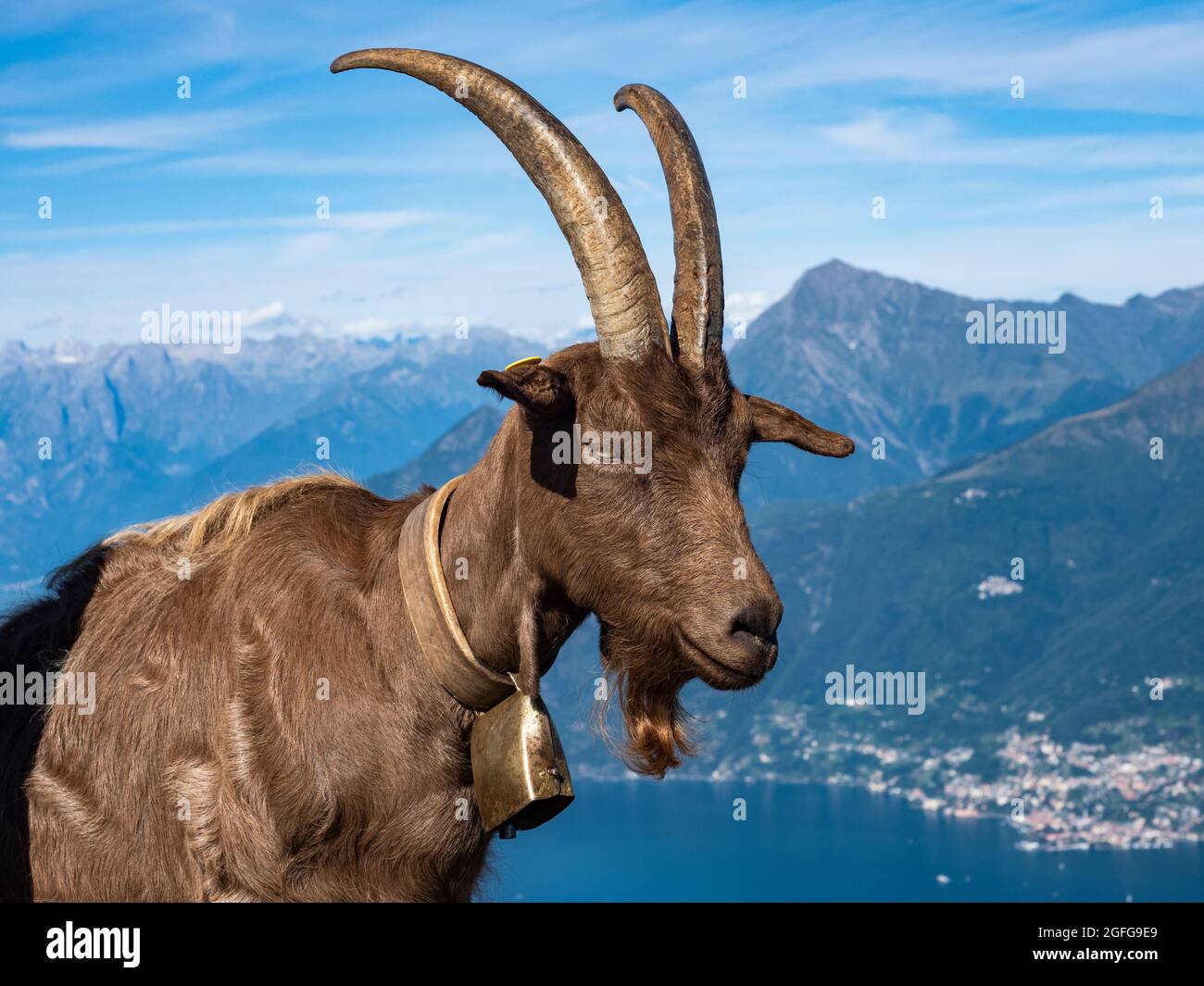 Long horned goat grazing in hi-res stock photography and images - Alamy
