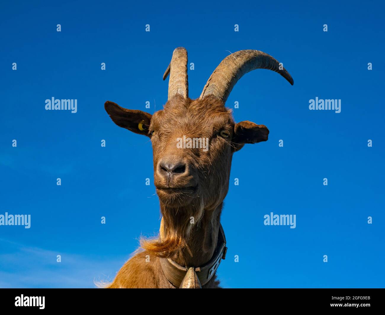 Long horned goat grazing in hi-res stock photography and images - Alamy