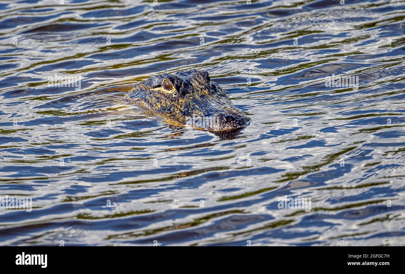 American alligatorflorida hi-res stock photography and images - Alamy