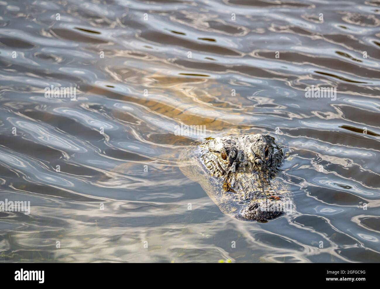American alligatorflorida hi-res stock photography and images - Alamy