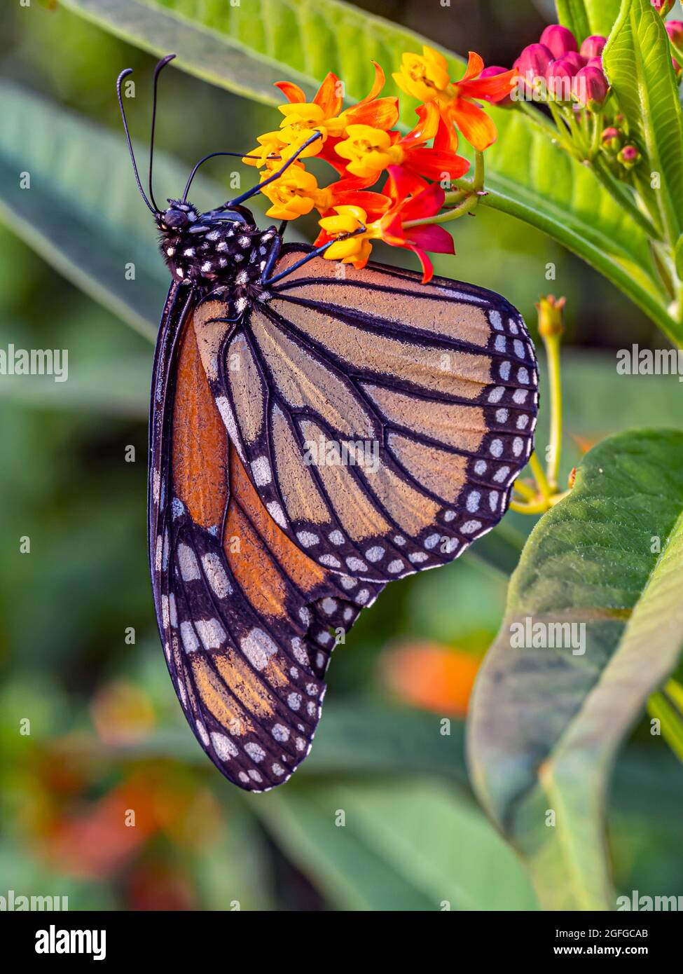 monarch butterfly,Danaus plexippus) is a milkweed butterfly in the ...