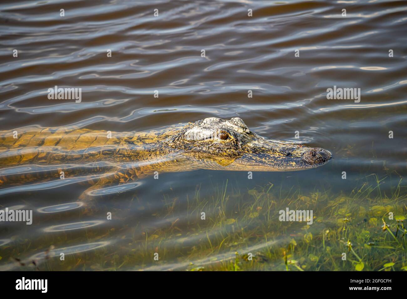 An alligator is a crocodilian in the genus Alligator of the family ...