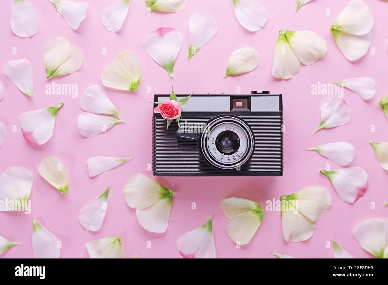 Vintage background with film camera and flower petals Stock Photo - Alamy