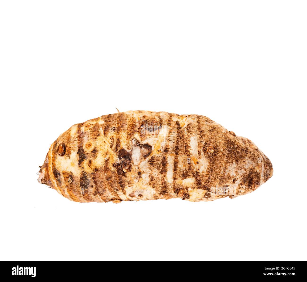 Healthy and organic taro root - Colocasia esculenta Stock Photo - Alamy
