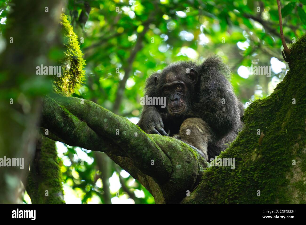 Chimpanzee take a rest in the Kibale forest. Ape in the top of tree ...