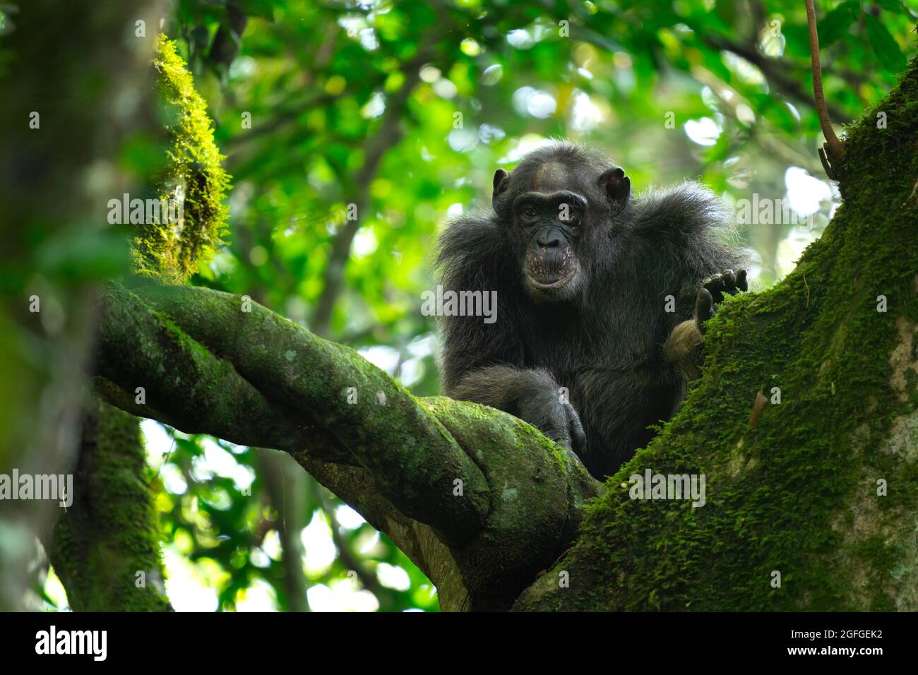 Chimpanzee take a rest in the Kibale forest. Ape in the top of tree ...