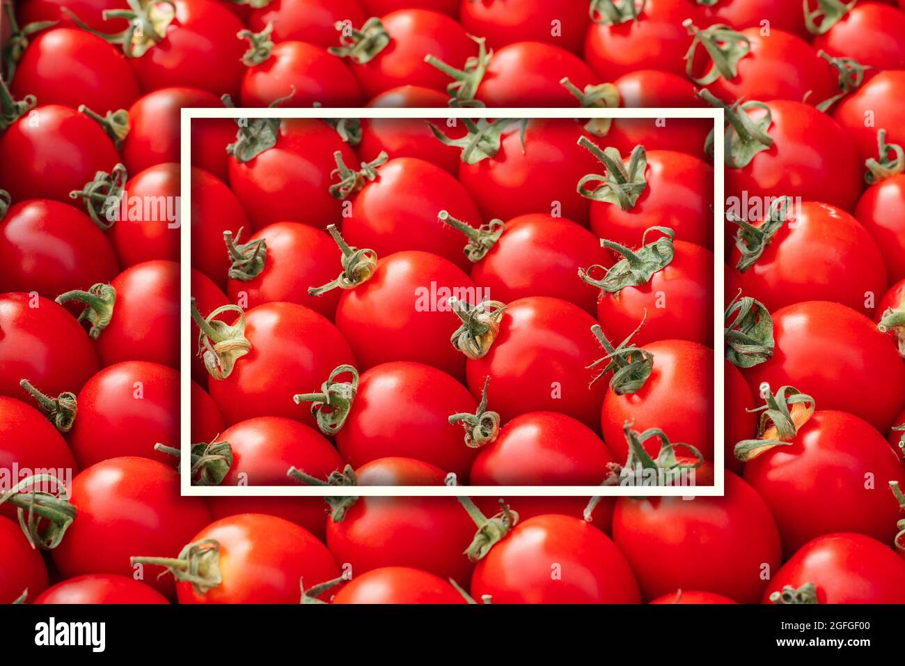 Background image of lying rows of red ripe cherry tomatoes with white ...