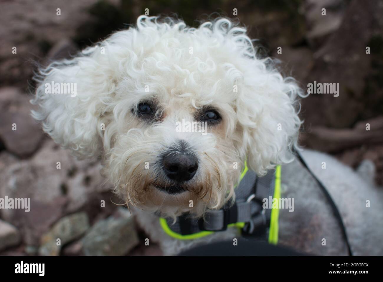 Bichon face hi-res stock photography and images - Alamy