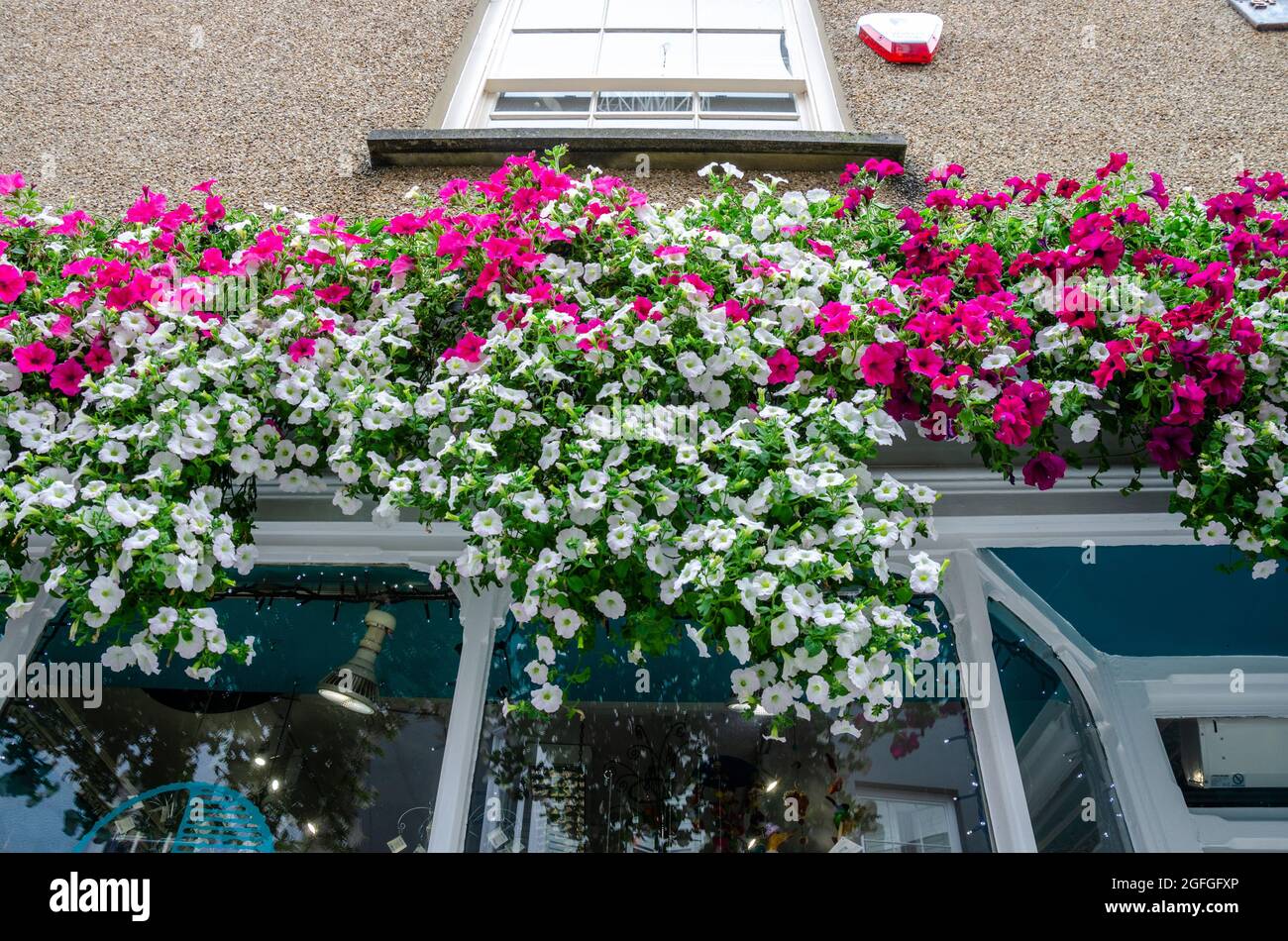 White Petunias In Window Boxes