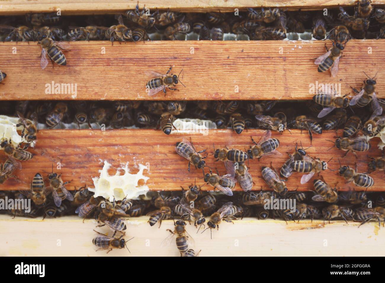 Honeycombs and bees in beehive Stock Photo - Alamy