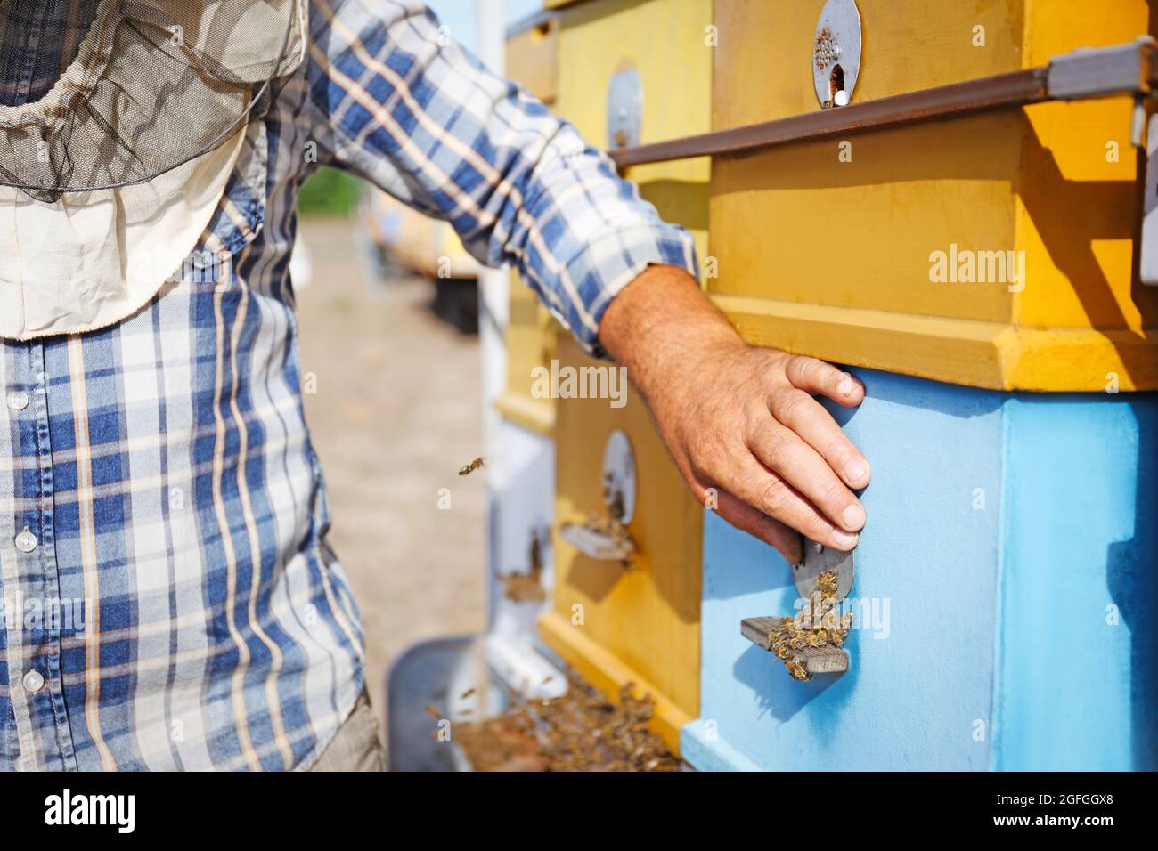 Man opening entrance into beehive Stock Photo - Alamy