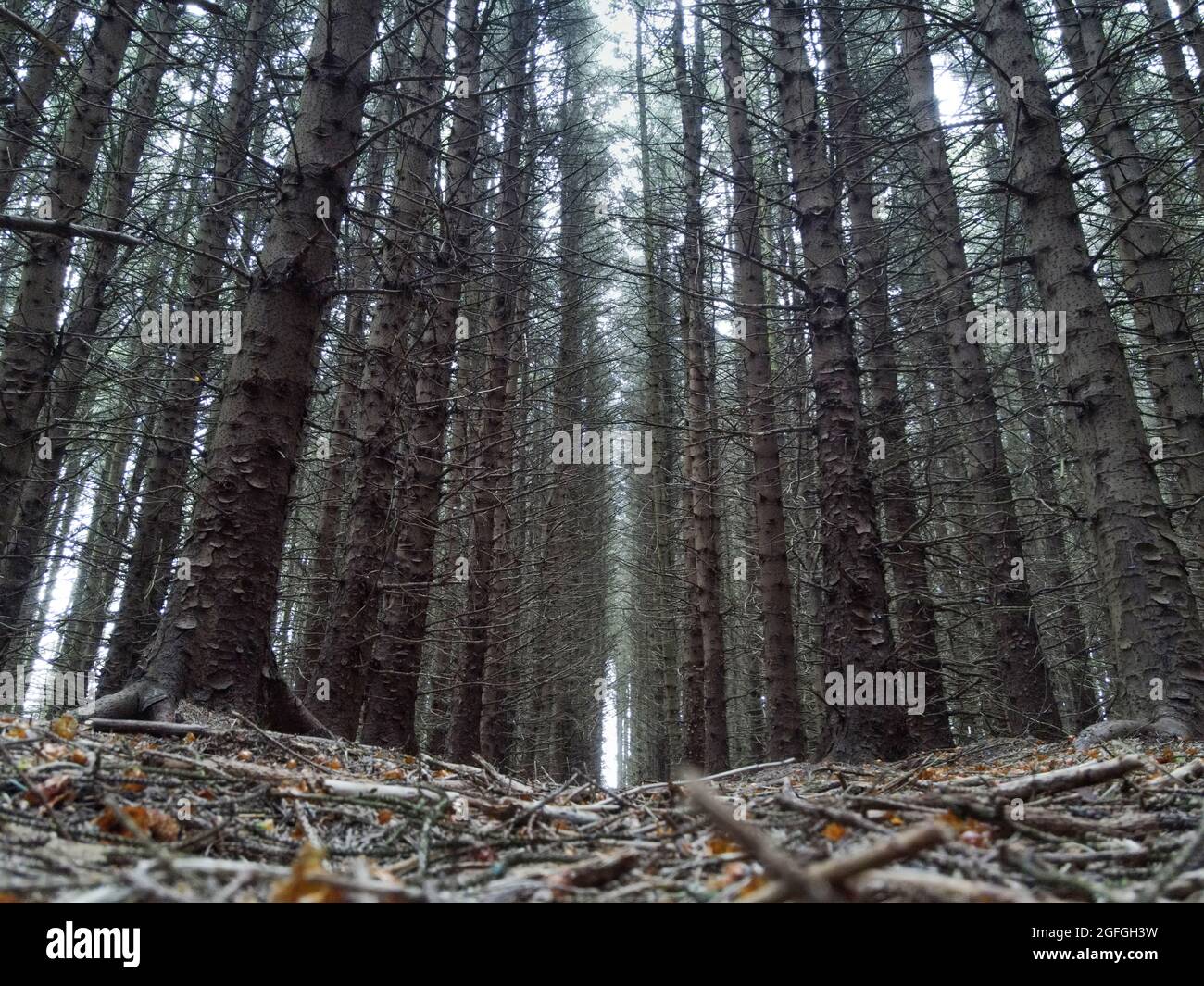 Low wide angle shot taken from the forest floor Stock Photo - Alamy