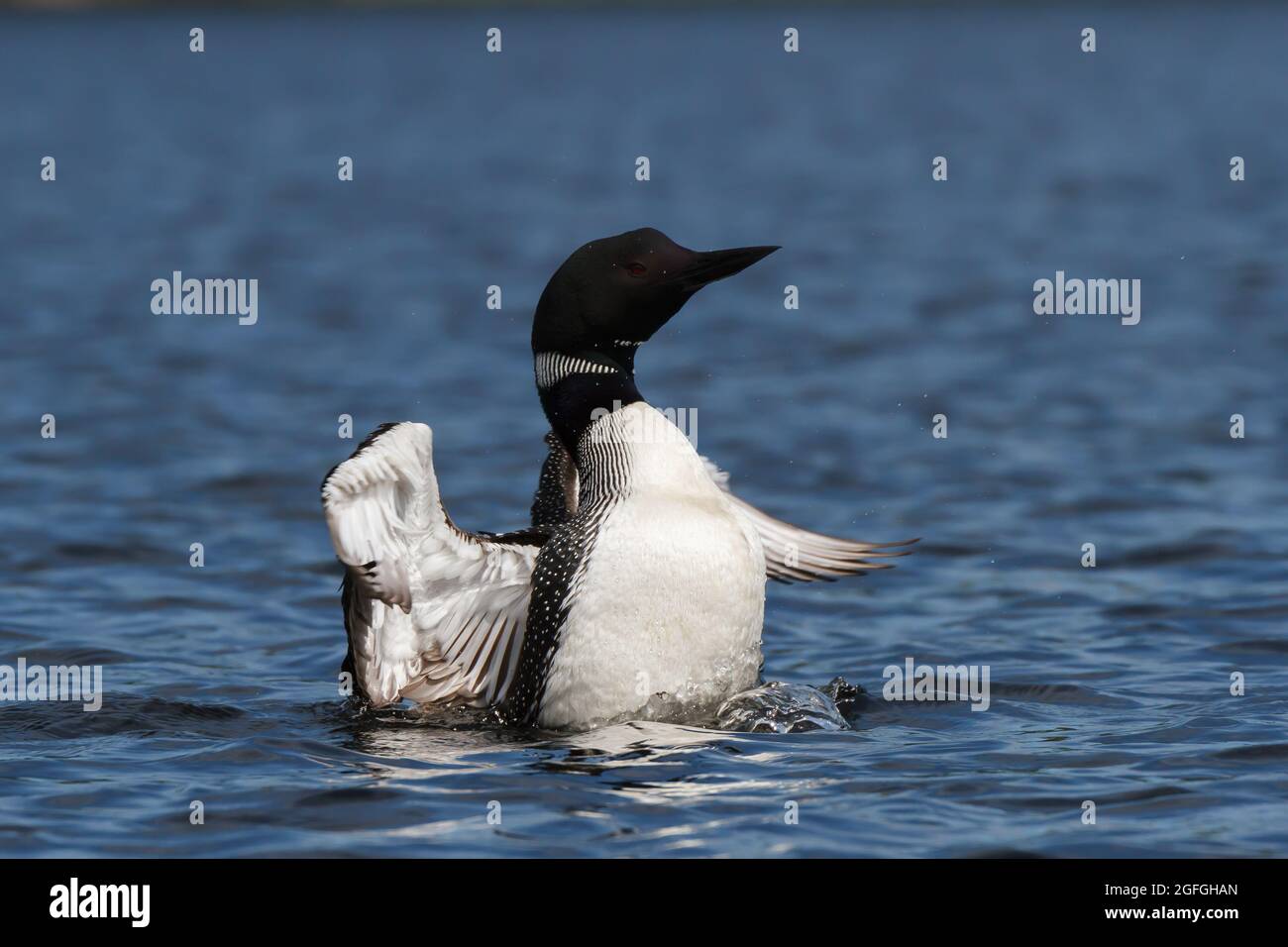 Common loon setting its wings after a dive Stock Photo - Alamy