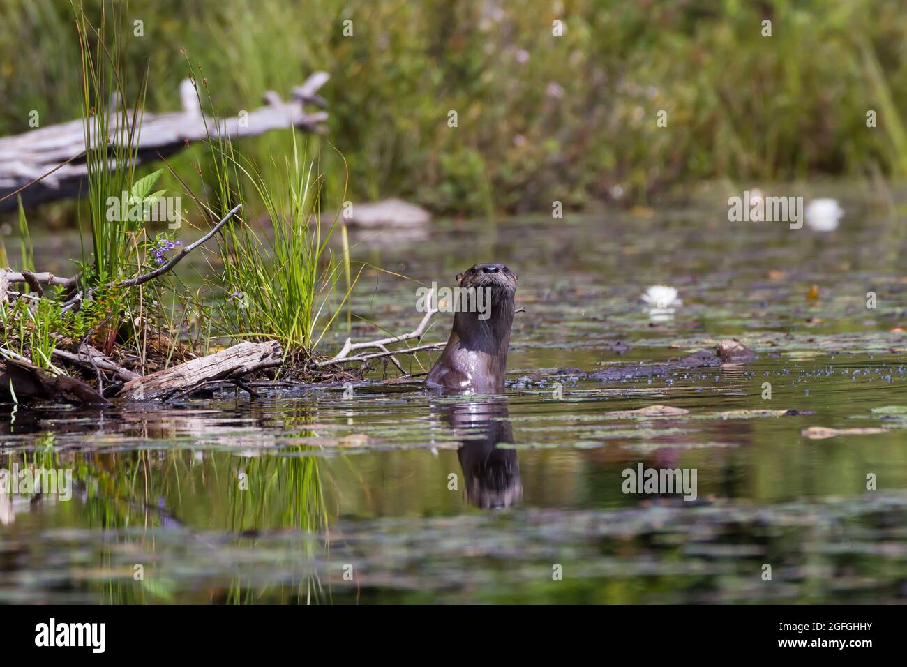 River Otter next to a den or holt Stock Photo - Alamy