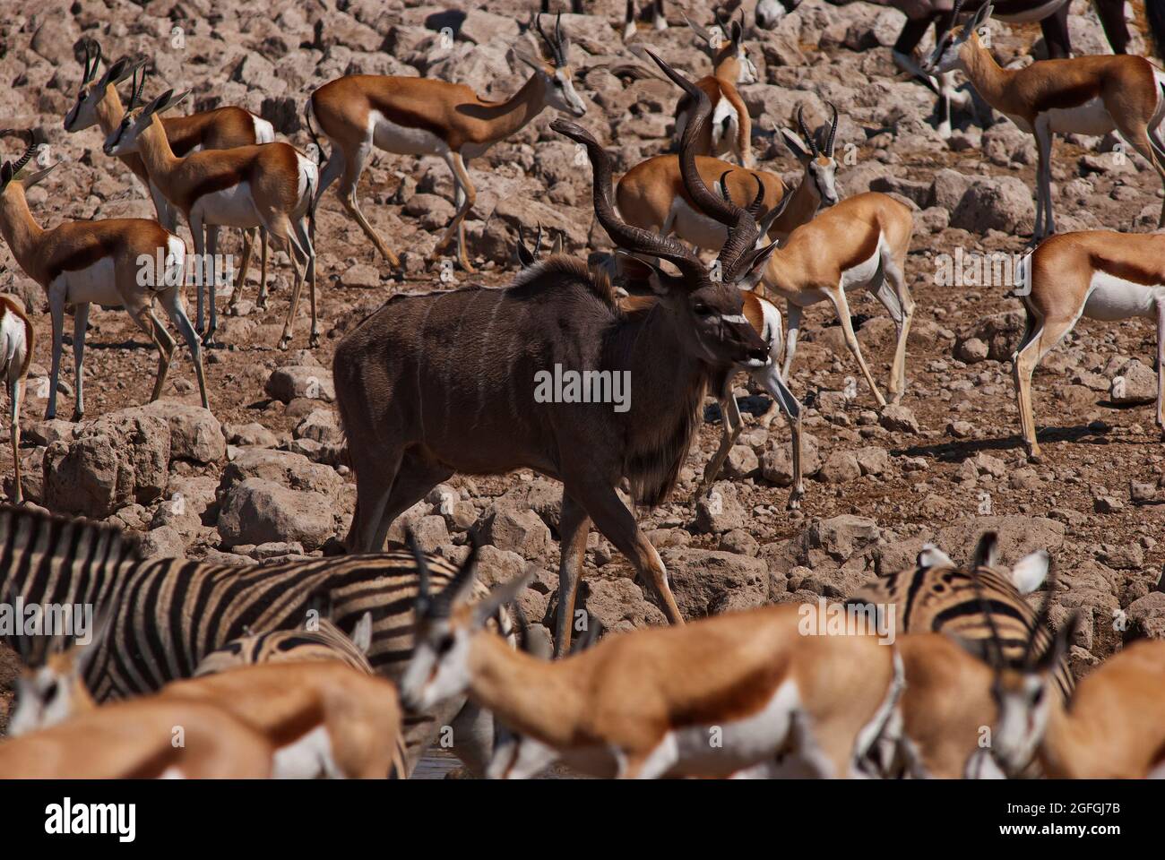 Male kudu antelope, springboks and zebras at Okaukuejo waterhole ...