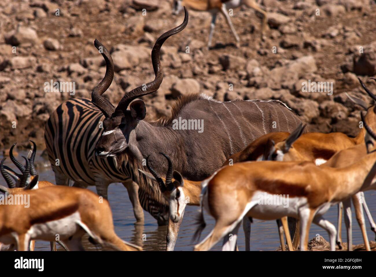 Male kudu antelope, springboks and zebras at Okaukuejo waterhole ...