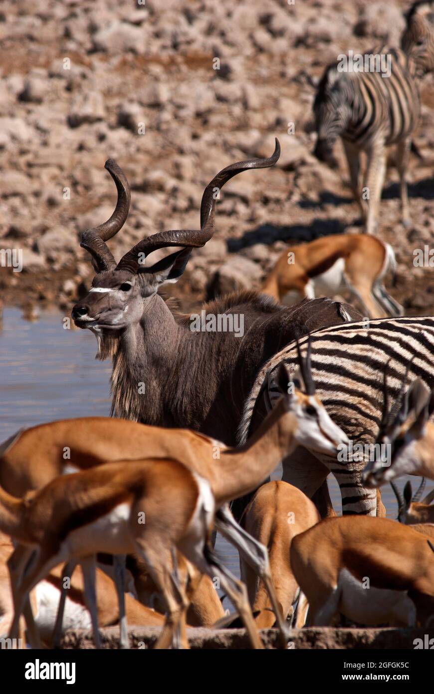 Male kudu antelope, springboks and zebras at Okaukuejo waterhole ...