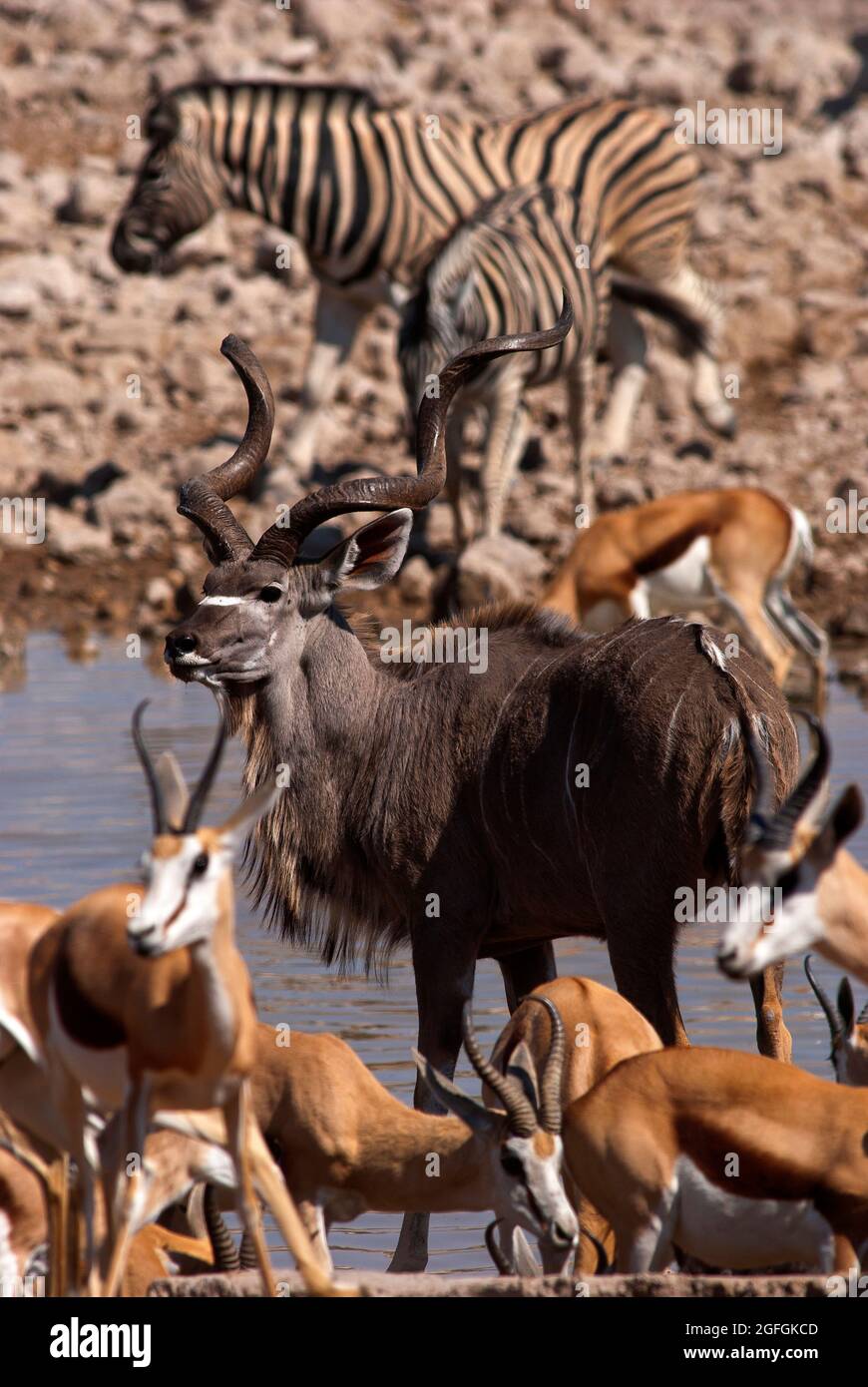 Male kudu antelope, springboks and zebras at Okaukuejo waterhole ...