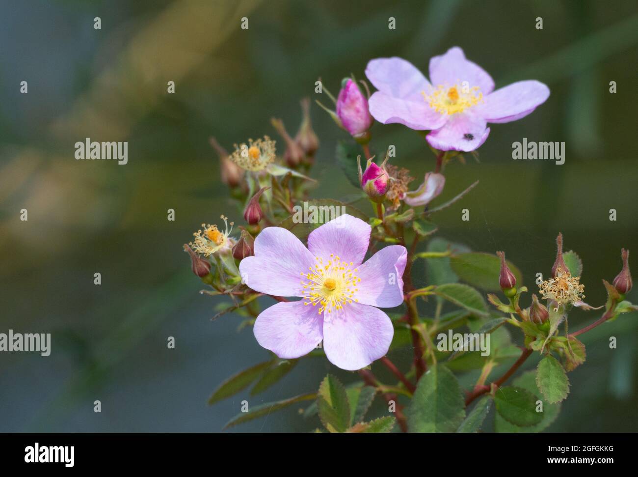 California rose (rosa californica) at the Sepulveda Basin Wildlife ...