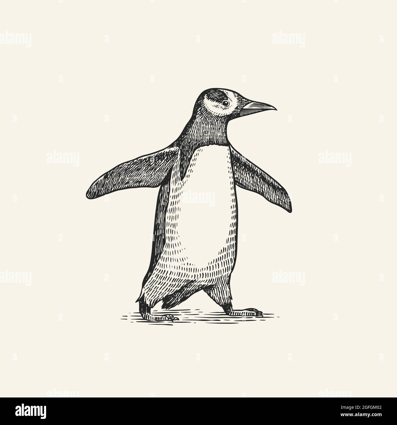 Gentoo penguin. Adelie Chinstrap bird. Vector graphics black and white ...