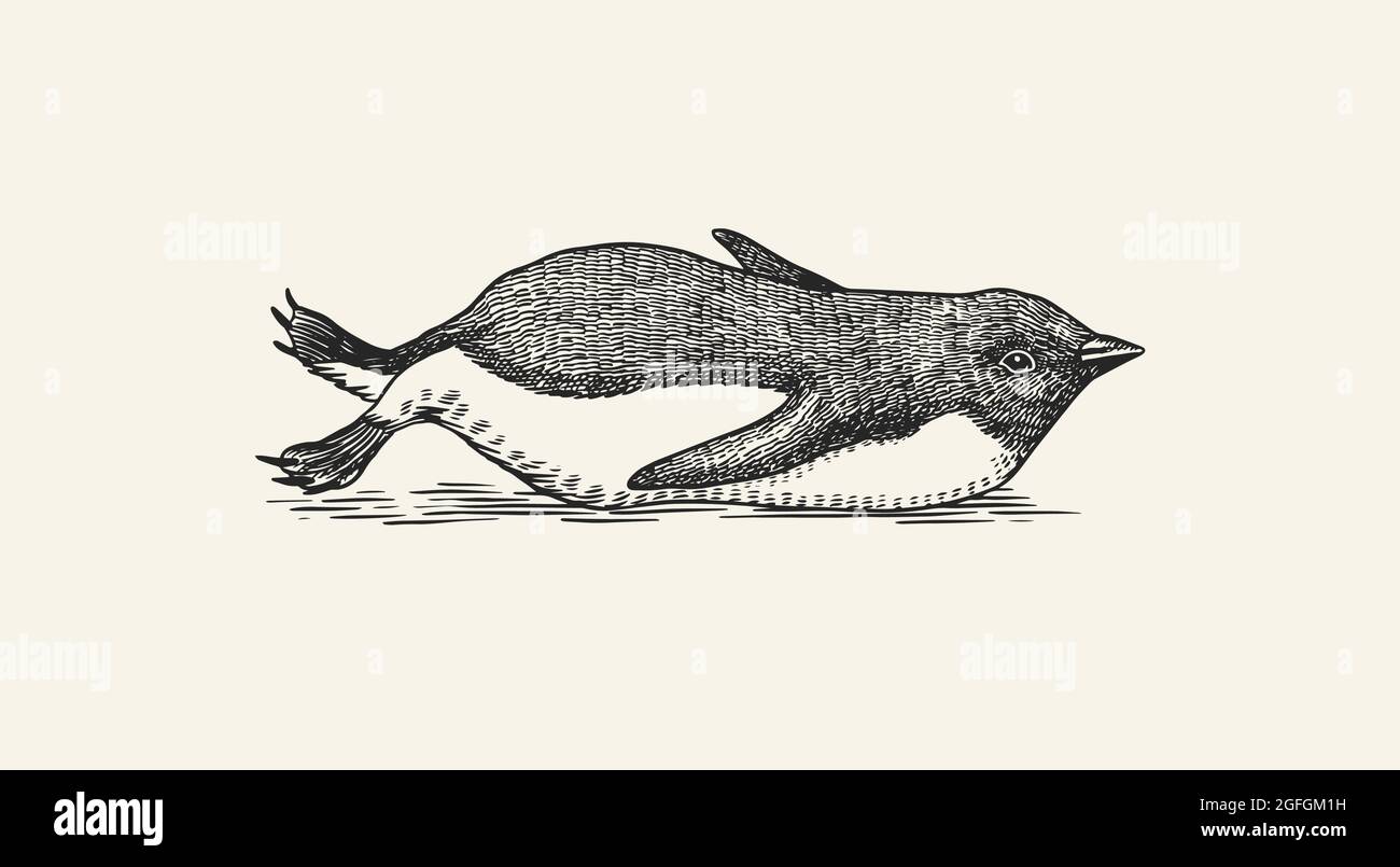 Black White Drawing Penguin High Resolution Stock Photography and ...