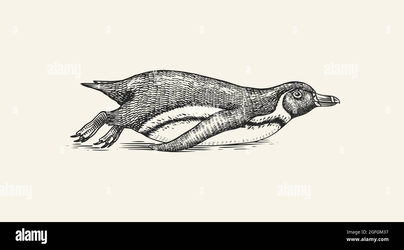 African penguin tobogganing. Magellanic Humboldt Galapagos chick ...