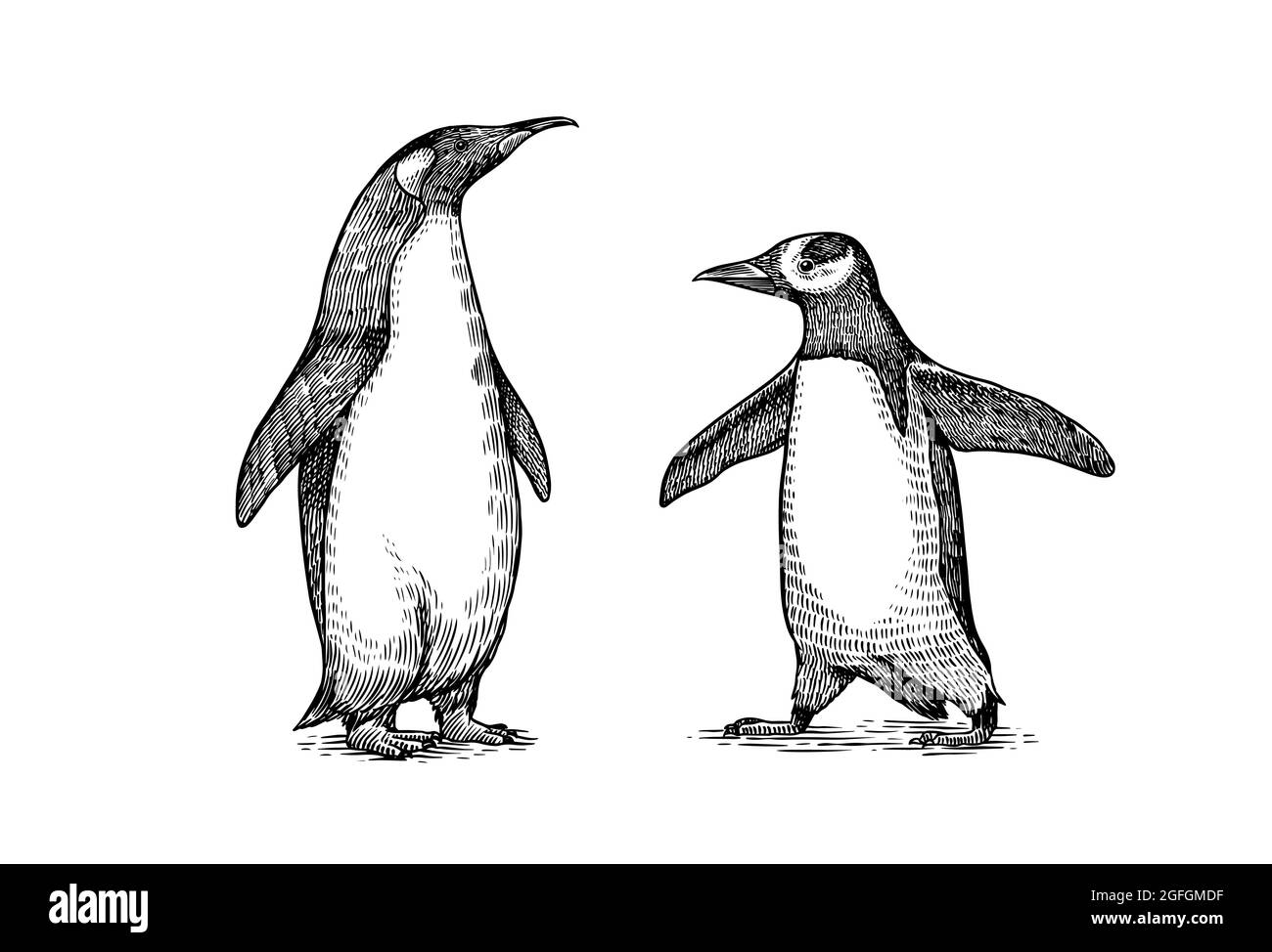 How To Draw An Emperor Penguin