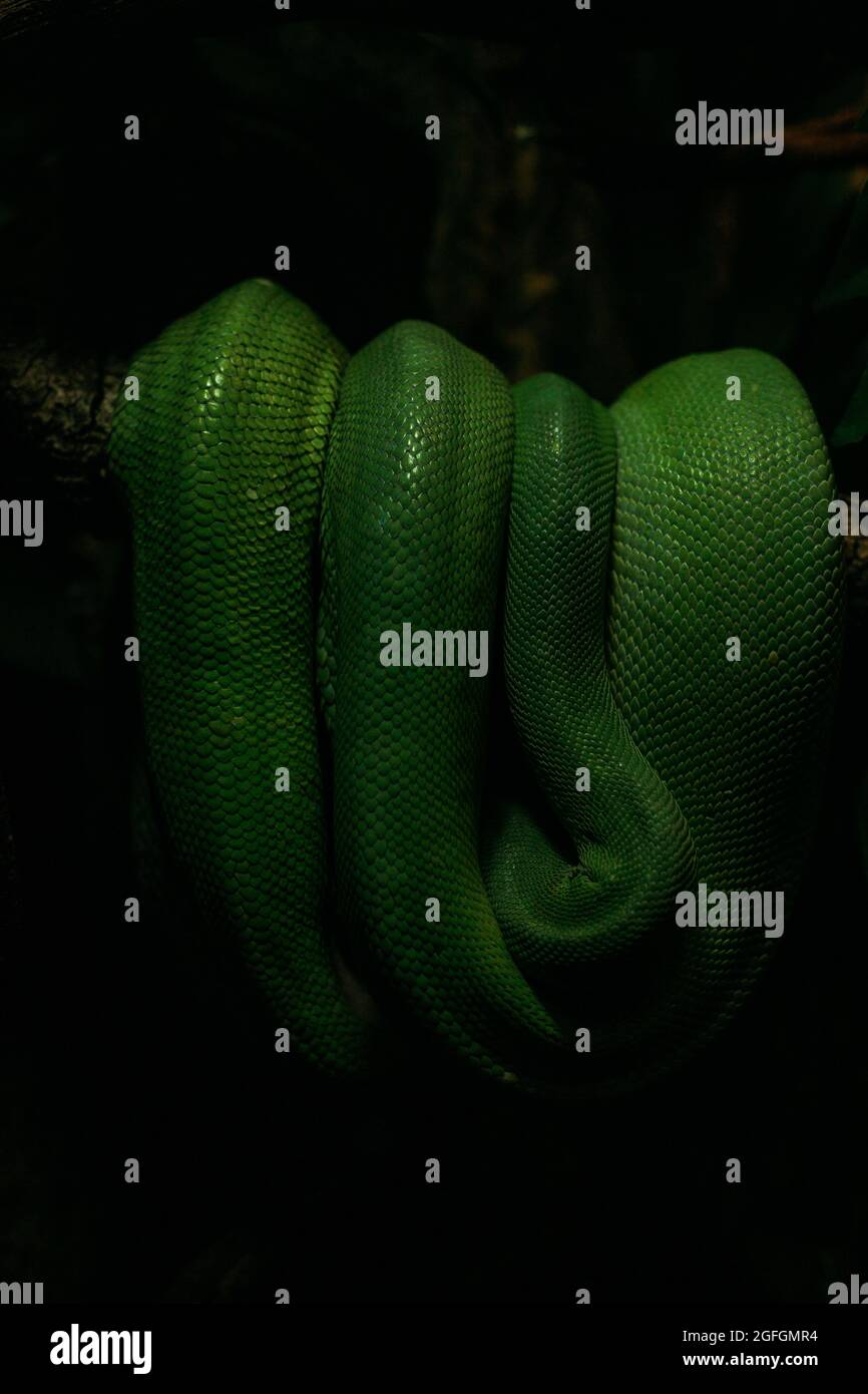 Beautiful, emerald green snake curled up around a branch. Deep colors ...