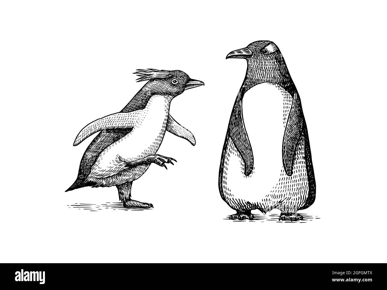 How To Draw Baby Penguins