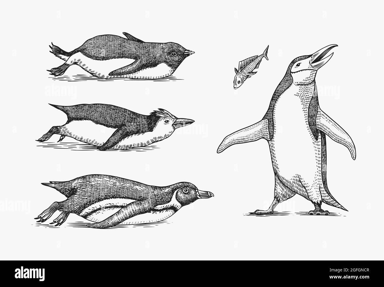 Emperor penguin tobogganing. Adult with juveniles. Small family set ...